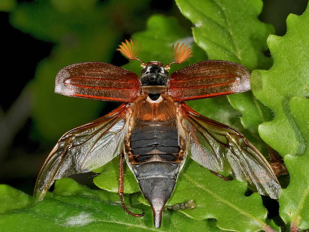 Melolontha melolontha , Natura Mediterraneo | Forum Naturalistico