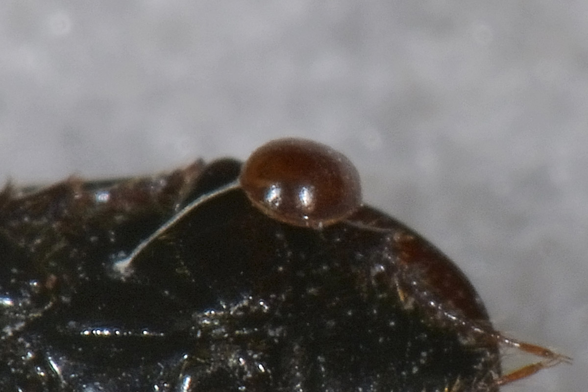 Uropodidae? , Natura Mediterraneo | Forum Naturalistico