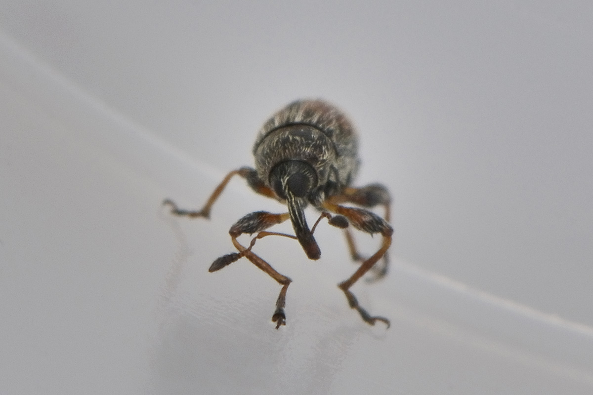 Nanophyidae: Nanophyes sp. e Dieckmanniellus sp. , Natura Mediterraneo ...