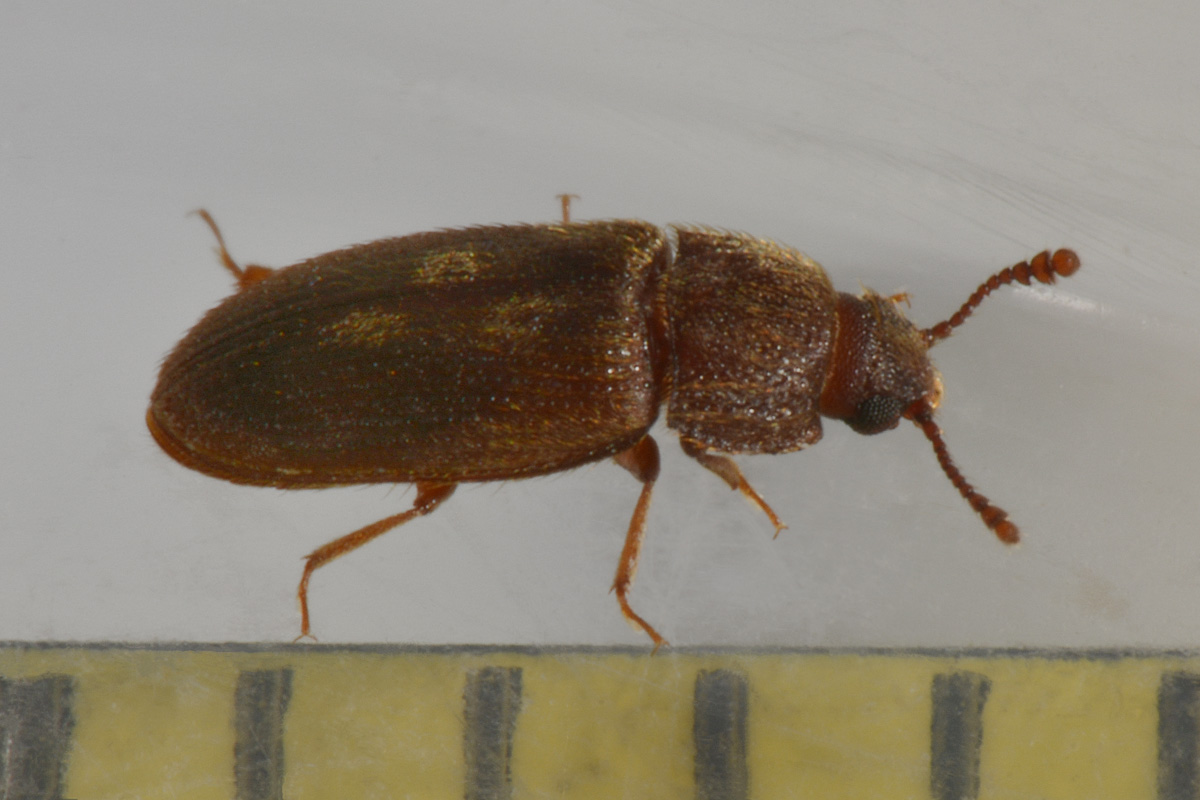 Biphyllidae: Diplocoelus sp? Sì, Diplocoelus fagi , Natura Mediterraneo ...