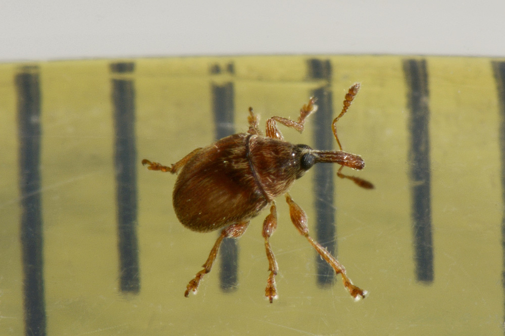 Nanophyes brevis (Nanophyidae) e Acalles parvulus temperei ...