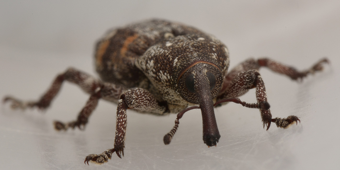 Curculionidae: Pissodes castaneus , Natura Mediterraneo | Forum ...