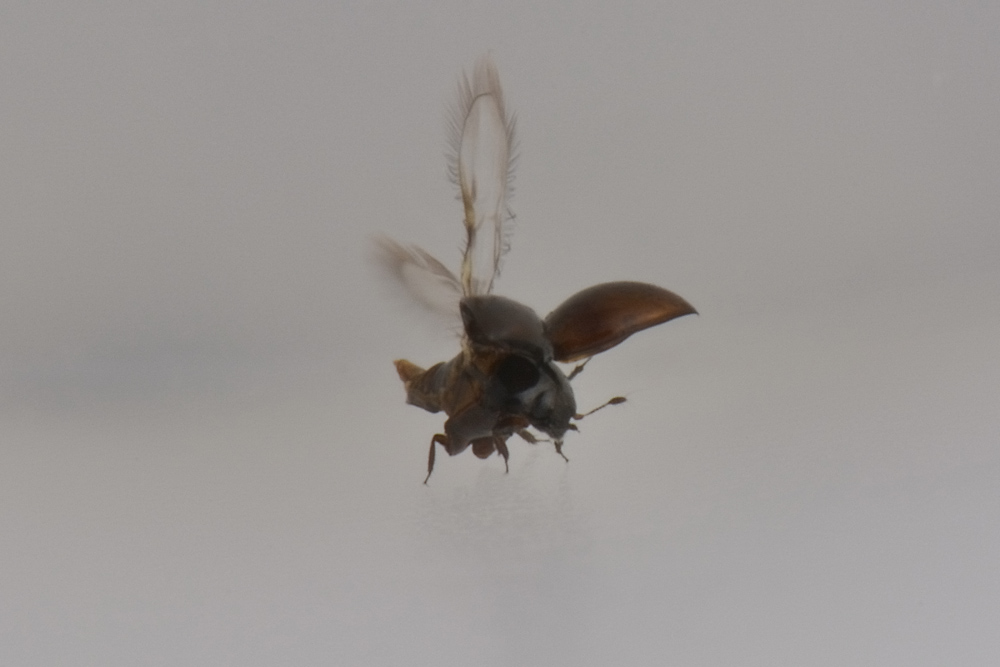 Sphaeriusidae: Sphaerius acaroides , Natura Mediterraneo | Forum ...