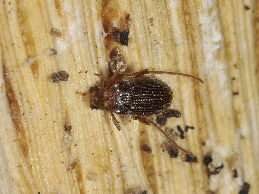 Anobiidae Ptininae? Sì, Ptinus cfr. bidens , Natura Mediterraneo ...