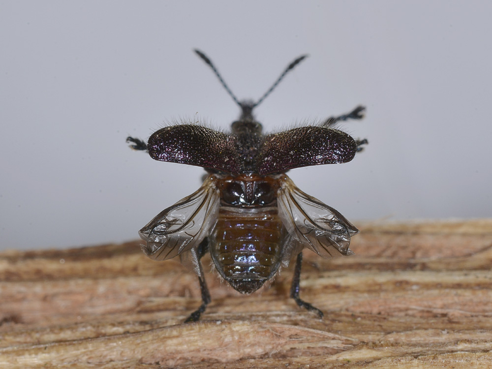 Rhynchites? svernante , Natura Mediterraneo | Forum Naturalistico