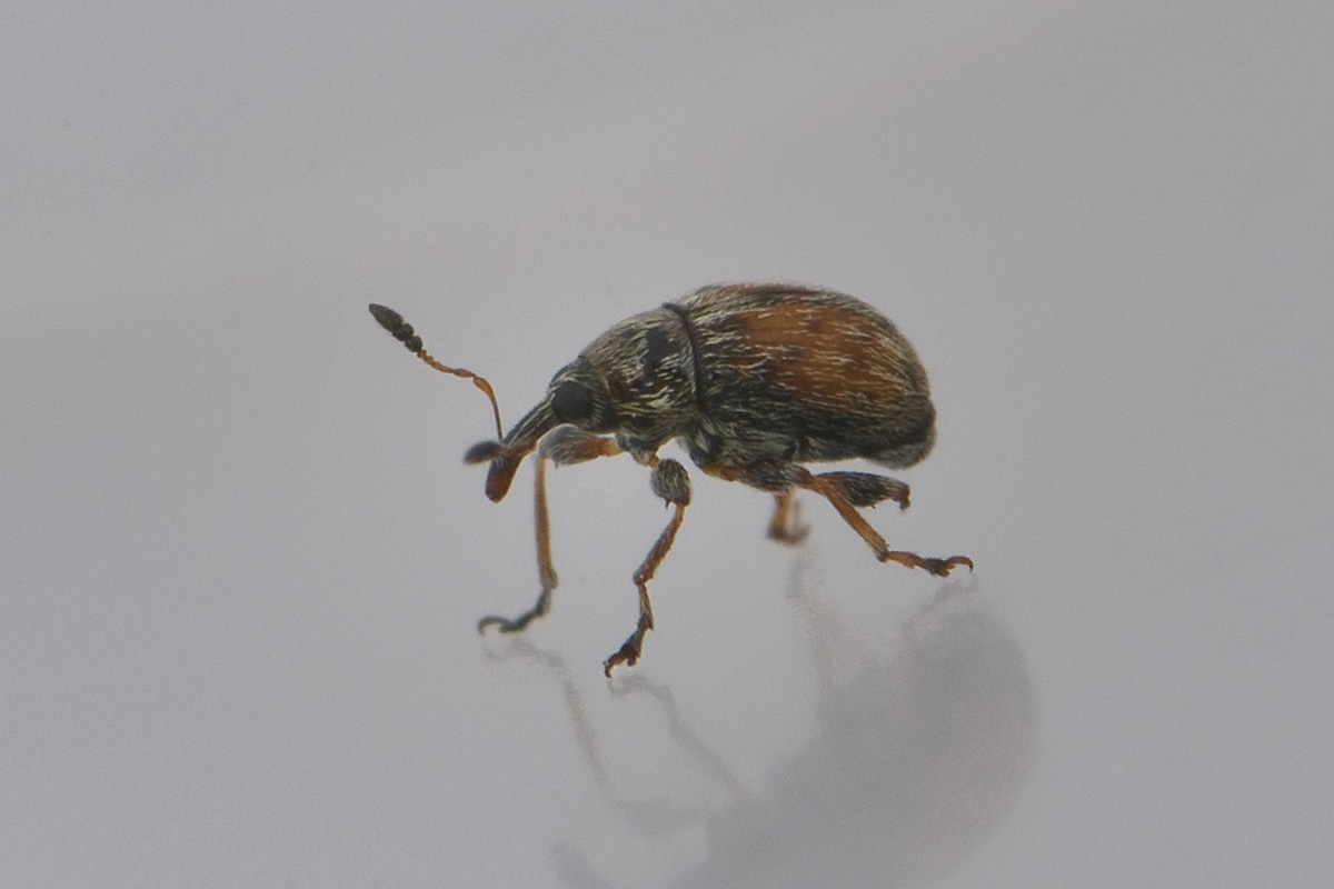 Nanophyidae: Nanophyes sp. e Dieckmanniellus sp. , Natura Mediterraneo ...