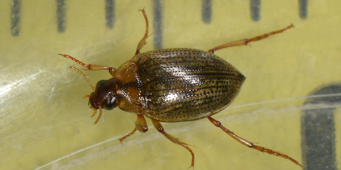 Haliplus (Neohaliplus) lineatocollis (Haliplidae) , Natura Mediterraneo ...