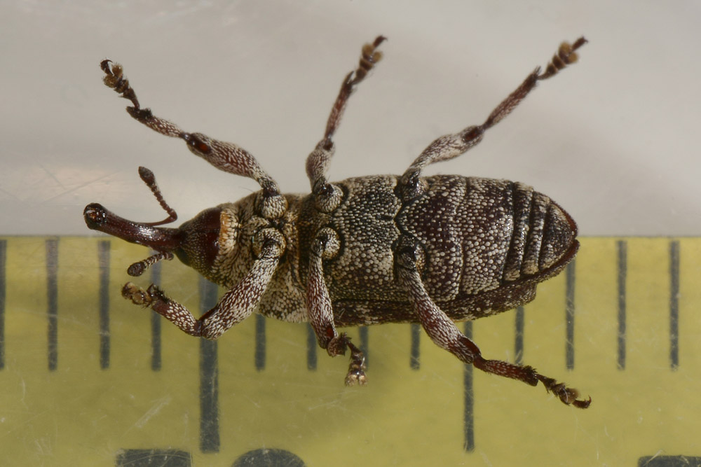 Curculionidae: Pissodes castaneus , Natura Mediterraneo | Forum ...