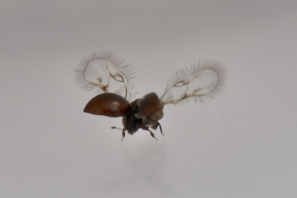 Sphaeriusidae: Sphaerius acaroides , Natura Mediterraneo | Forum ...