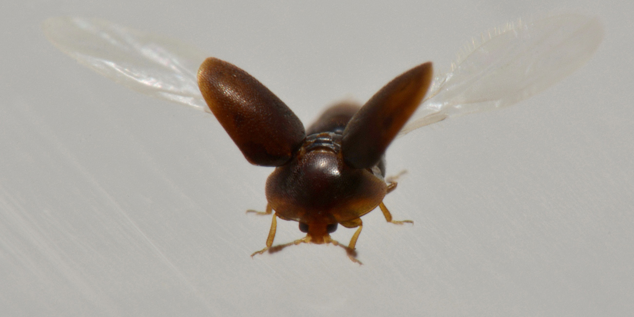 Corylophidae: Sericoderus lateralis? Sì , Natura Mediterraneo | Forum ...