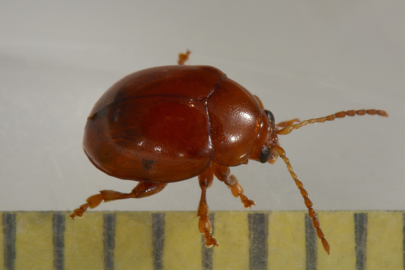 Chrysomelidae con le elitre forate: Sphaeroderma cfr. rubidum , Natura ...