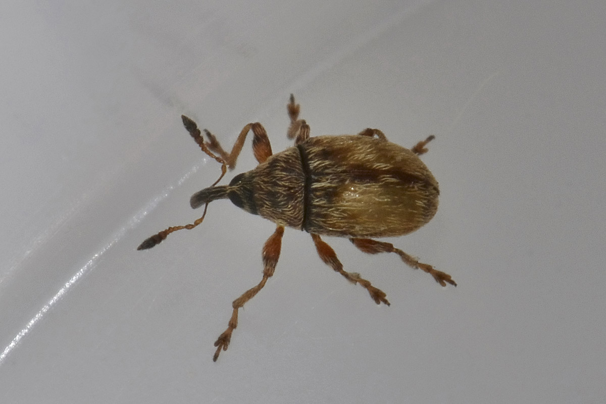 Nanophyidae: Nanophyes sp. e Dieckmanniellus sp. , Natura Mediterraneo ...