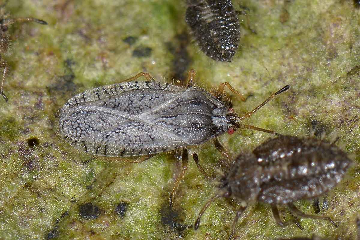 Tingidae: Tingis pilosa del Piemonte (TO) , Natura Mediterraneo | Forum ...