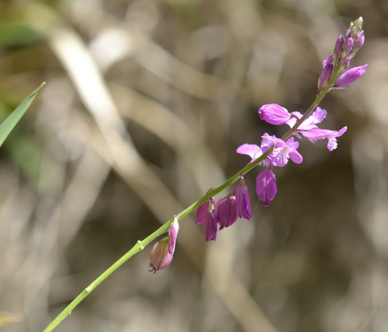 Polygala sp. , Natura Mediterraneo | Forum Naturalistico