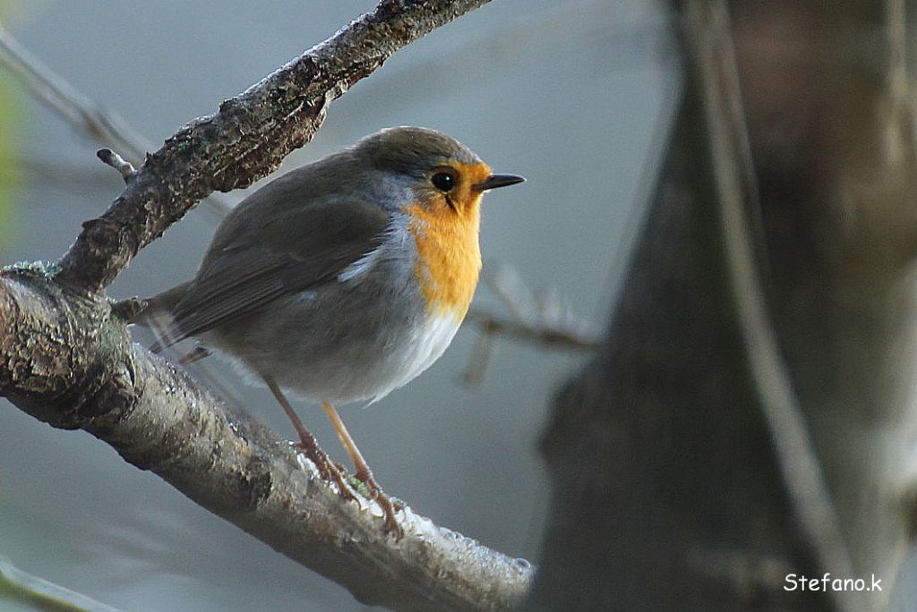 Pettirosso!!! , Natura Mediterraneo | Forum Naturalistico