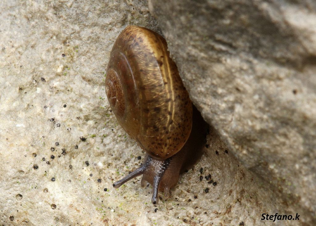 Lumachina da Id! , Natura Mediterraneo | Forum Naturalistico