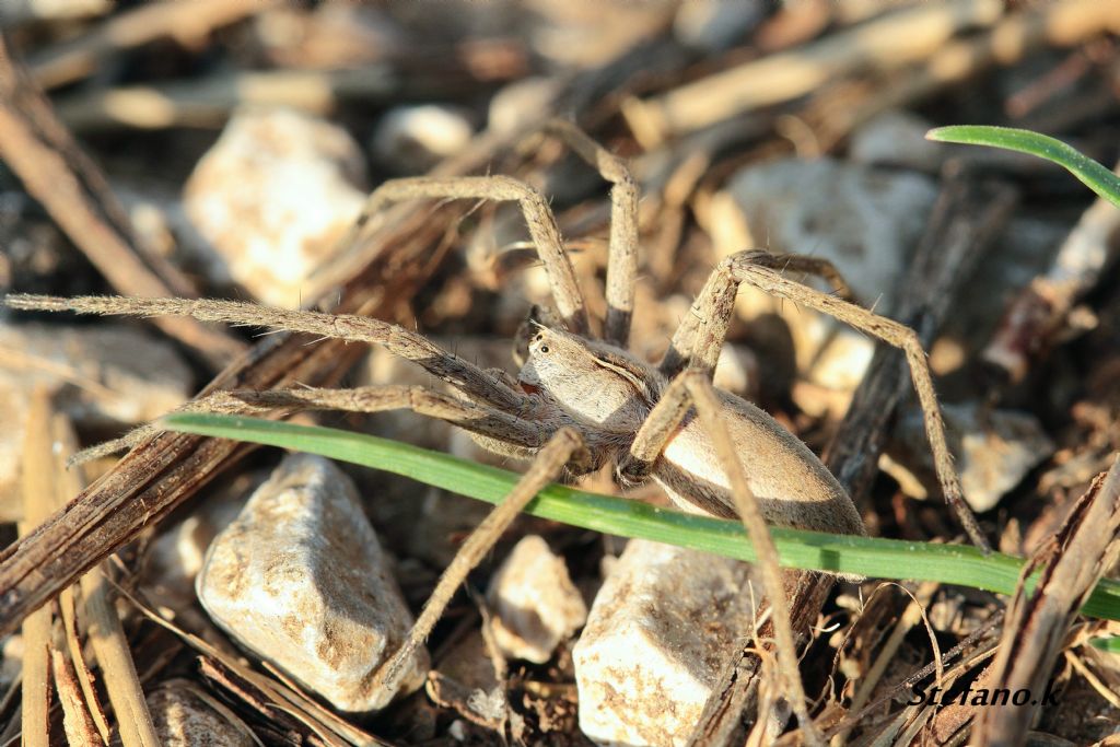Pisaura sp. - Santa Croce (carso Triestino) , Natura Mediterraneo ...