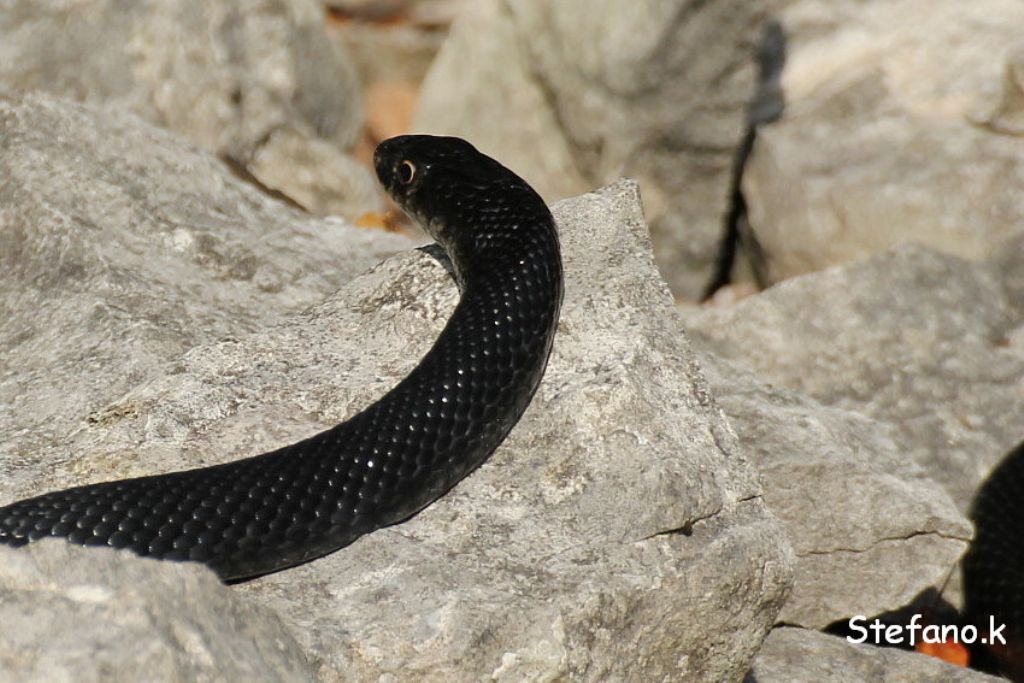 Biacco??? , Natura Mediterraneo | Forum Naturalistico
