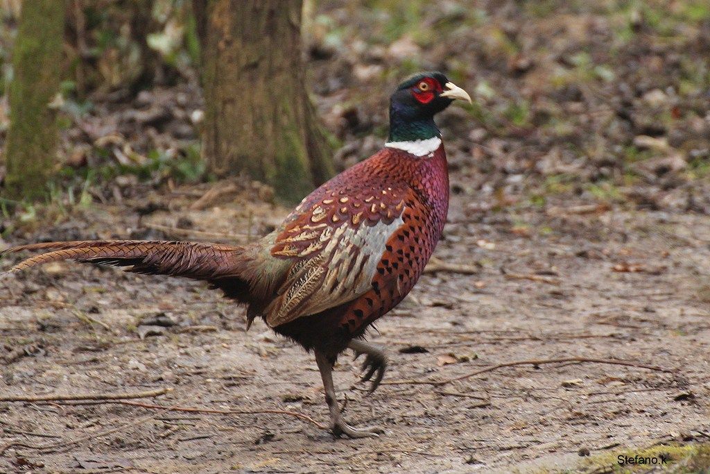 Fagiano maschio , Natura Mediterraneo | Forum Naturalistico