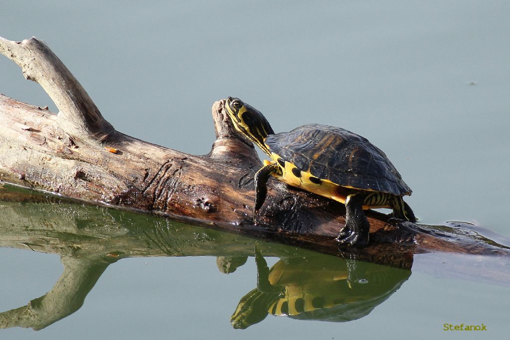 Continua l'invasione di Trachemys scripta !!!!! , Natura Mediterraneo ...