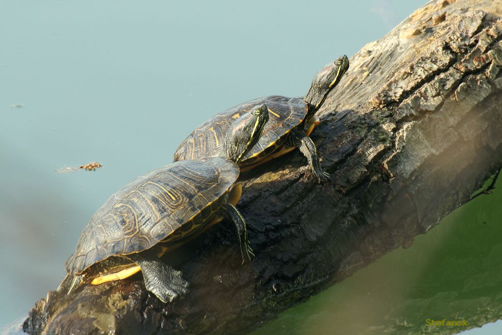 Continua l'invasione di Trachemys scripta !!!!! , Natura Mediterraneo ...