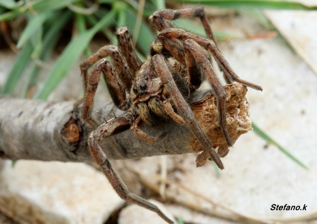 Hogna radiata , Natura Mediterraneo | Forum Naturalistico