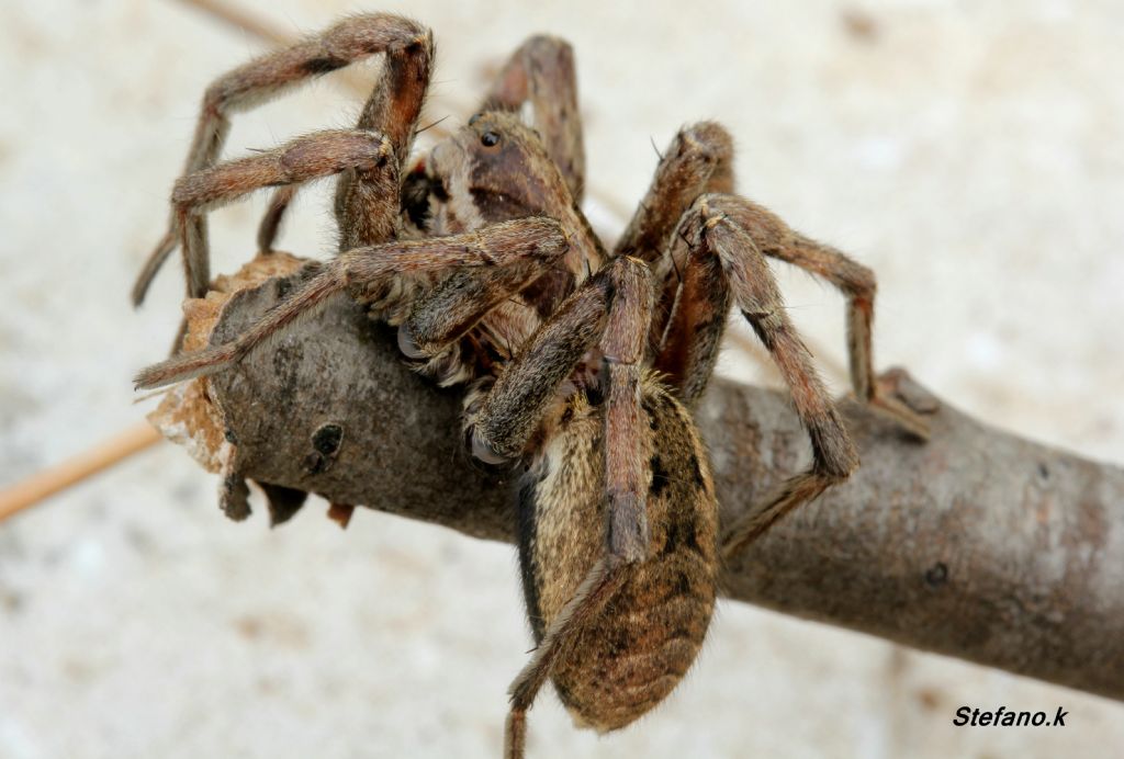 Hogna radiata , Natura Mediterraneo | Forum Naturalistico