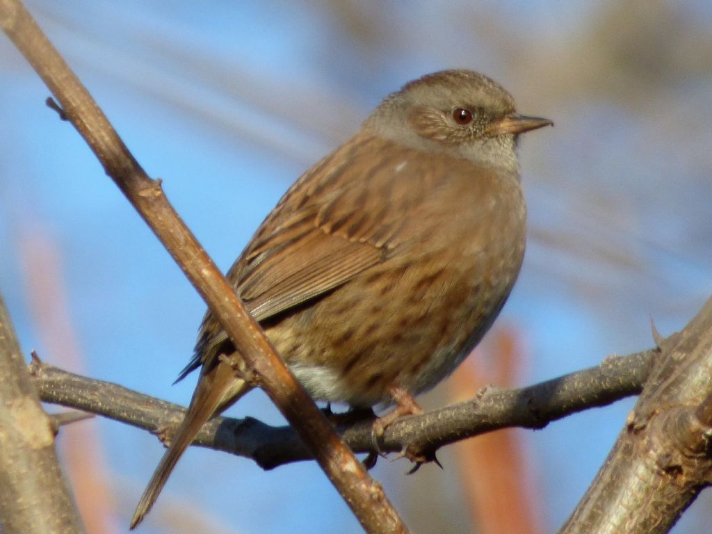 Passera scopaiola (Prunella modularis) , Natura Mediterraneo | Forum ...