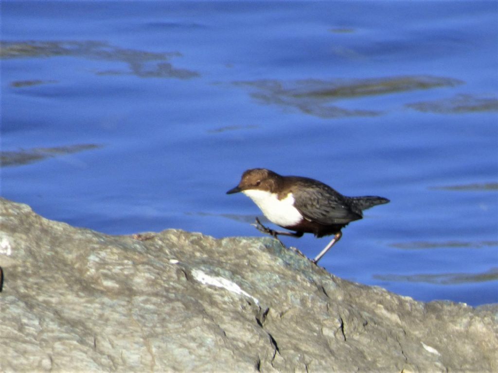 Merlo acquaiolo , Natura Mediterraneo | Forum Naturalistico