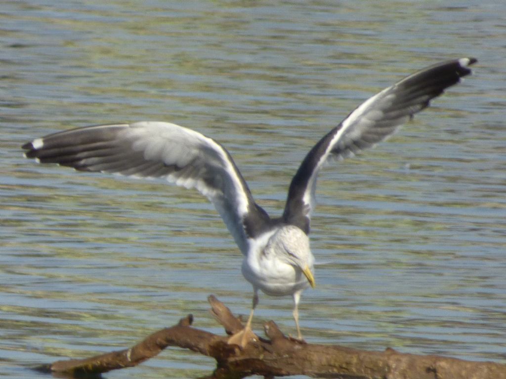 Zafferani , Natura Mediterraneo | Forum Naturalistico