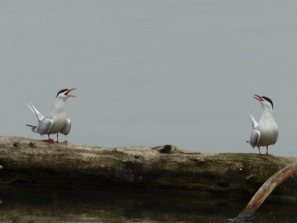Sterna comune , Natura Mediterraneo | Forum Naturalistico