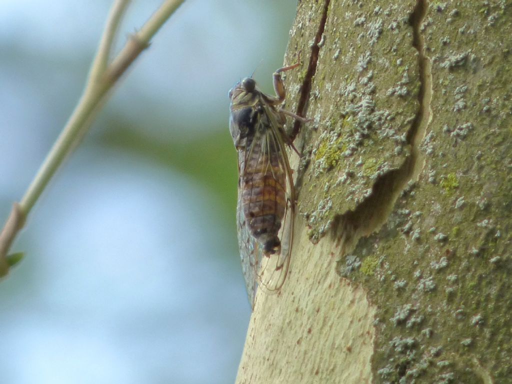 cicala a Rivoli , Natura Mediterraneo | Forum Naturalistico