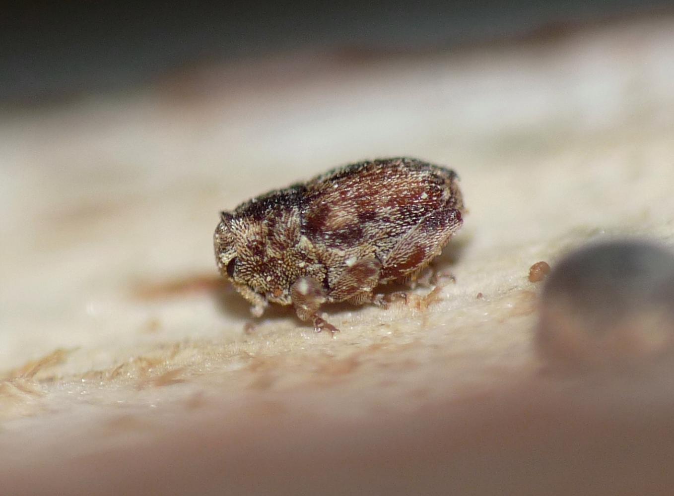 Hypurus bertrandi (Curculionidae) e Pseudapion rufirostre , Natura ...