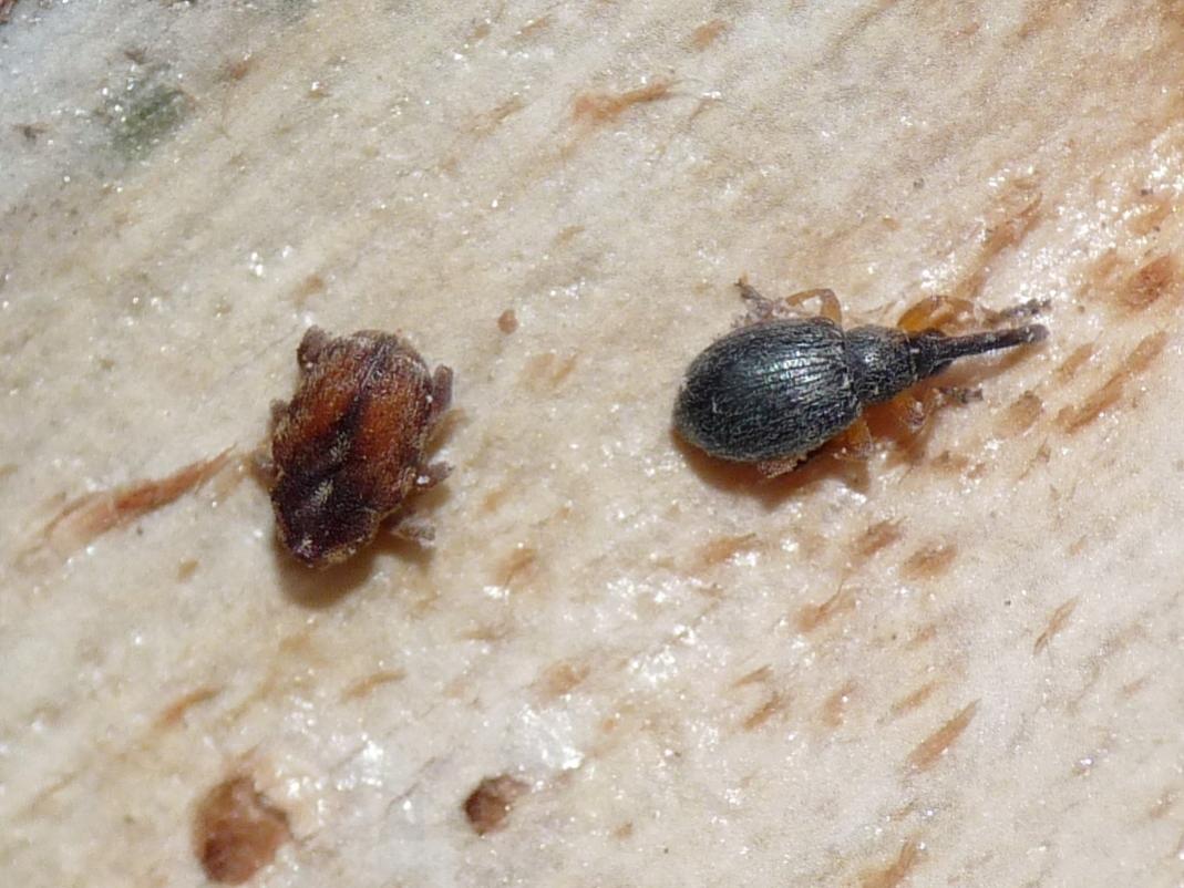 Hypurus bertrandi (Curculionidae) e Pseudapion rufirostre , Natura ...