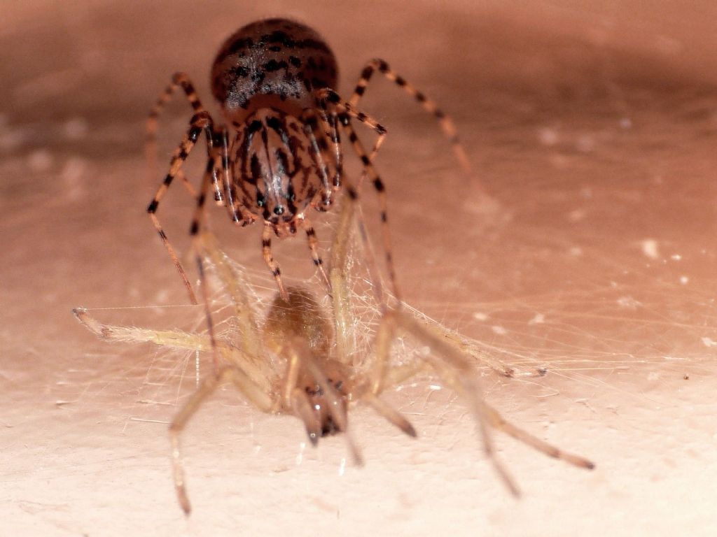 Predatori e prede.... , Natura Mediterraneo | Forum Naturalistico