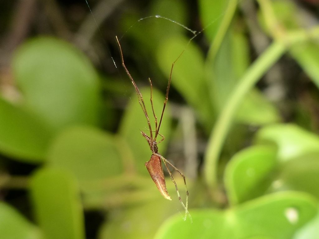 Passeggiate aracnologiche (di notte) , Natura Mediterraneo | Forum ...