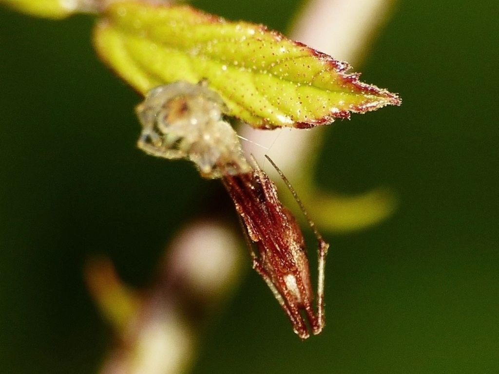 Passeggiate aracnologiche (di notte) , Natura Mediterraneo | Forum ...