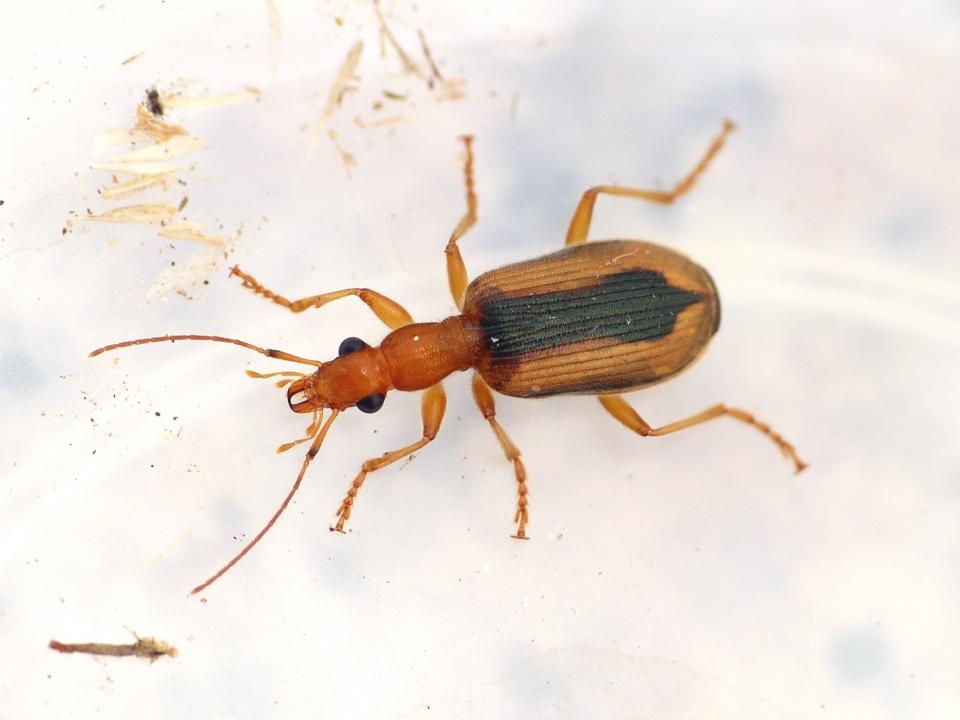 Carabidae: quale Drypta? Drypta (Deserida) distincta , Natura ...