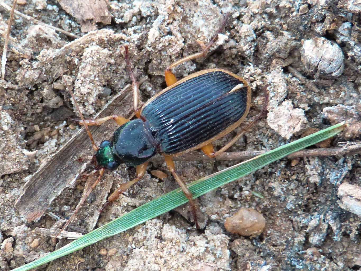 Larva parassita di anfibi: Epomis circumscriptus (Carabidae) , Natura ...