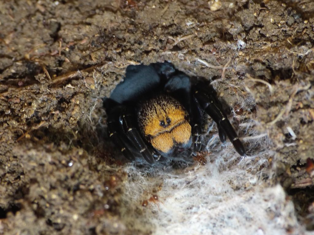 Maschio di Eresus sp. - Gran Sasso , Natura Mediterraneo | Forum ...