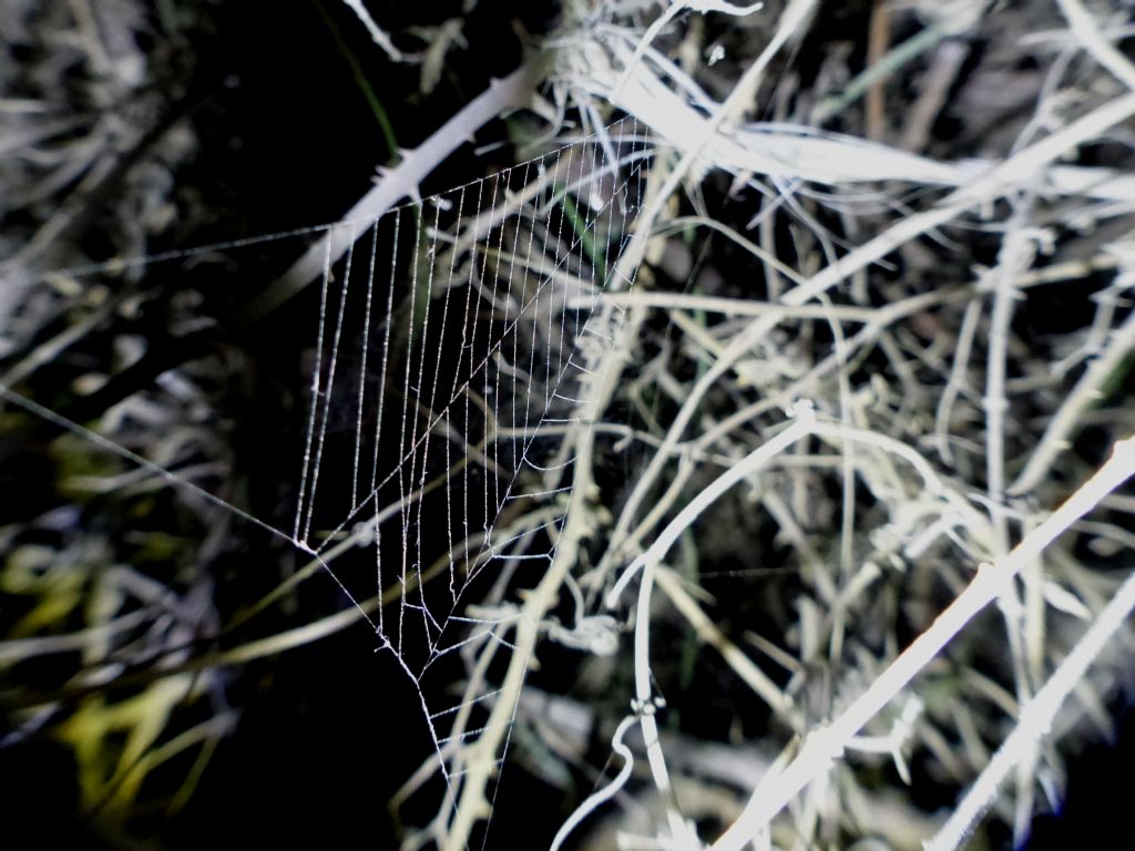 Hyptiotes paradoxus, ragnatela , Natura Mediterraneo | Forum Naturalistico