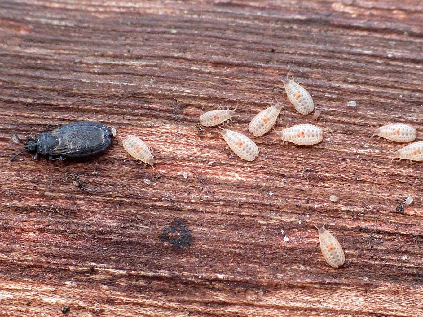 Acari Glycyphagidae , Natura Mediterraneo | Forum Naturalistico