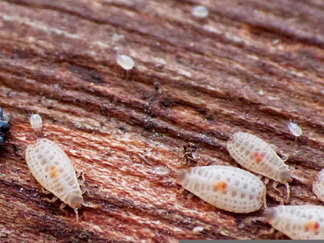 Acari Glycyphagidae , Natura Mediterraneo | Forum Naturalistico
