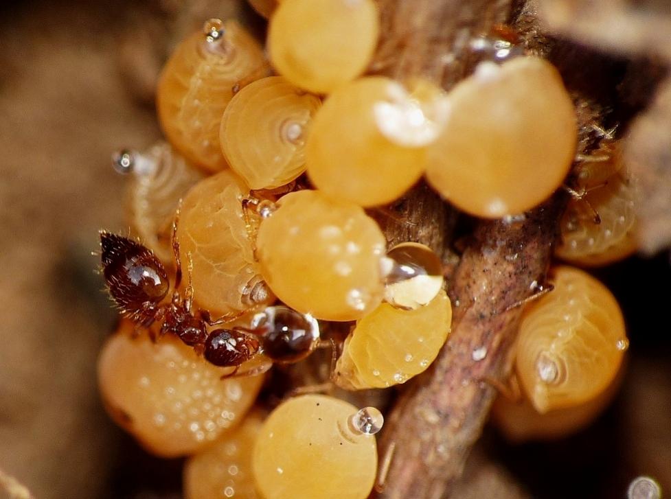 Crematogaster sordidula con afidi (Forda formicaria?) , Natura ...