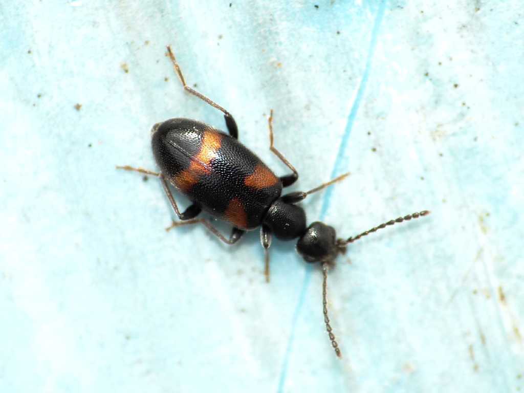 Anthicus laeviceps dell'Isola d'Elba , Natura Mediterraneo | Forum ...