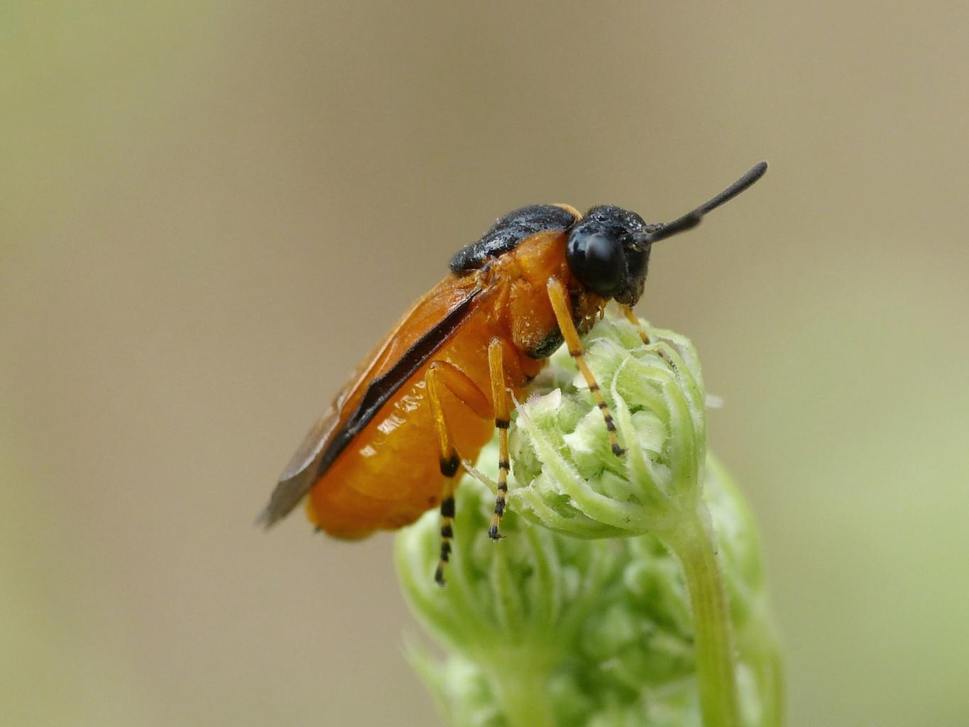 Arge ochropus, Argidae , Natura Mediterraneo | Forum Naturalistico