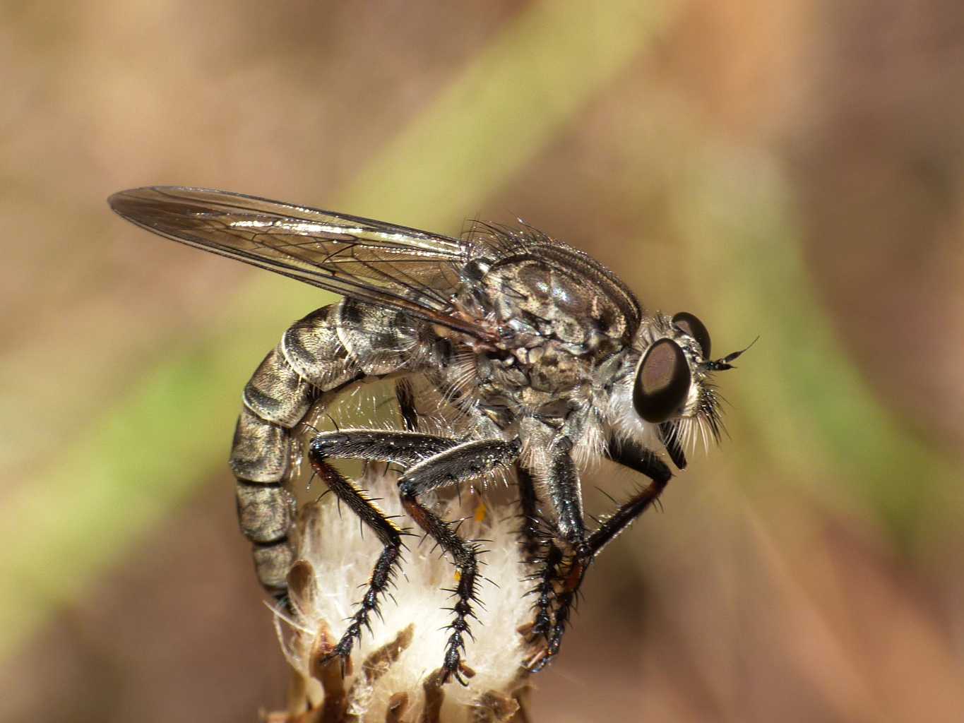Asilidae in deposizione , Natura Mediterraneo | Forum Naturalistico
