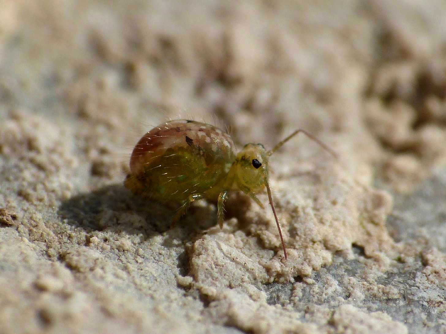 "Grosso" collembolo: Sminthurus viridis - Tolfa (RM) , Natura ...