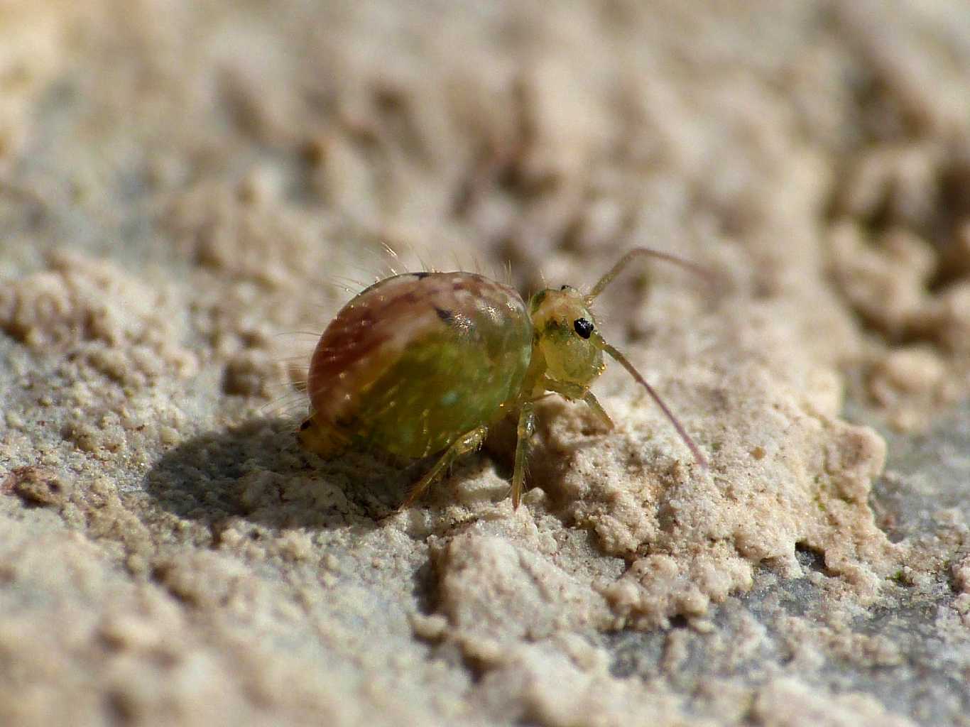 "Grosso" collembolo: Sminthurus viridis - Tolfa (RM) , Natura ...