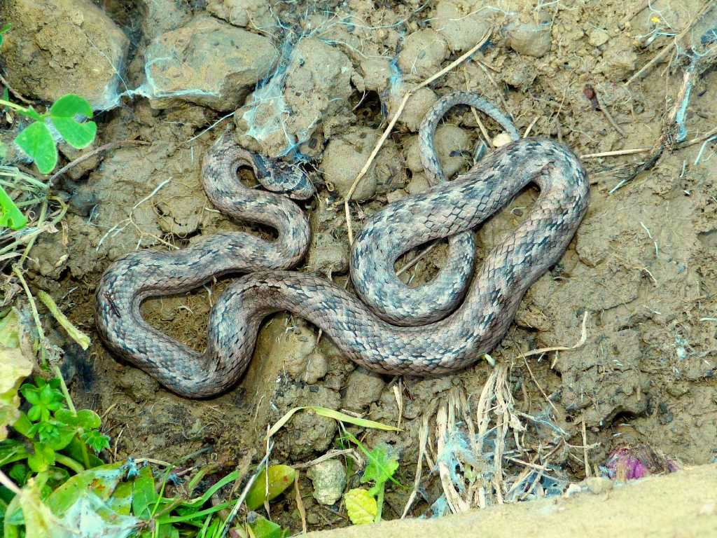 Colubro di Riccioli - Tolfa (RM) , Natura Mediterraneo | Forum ...